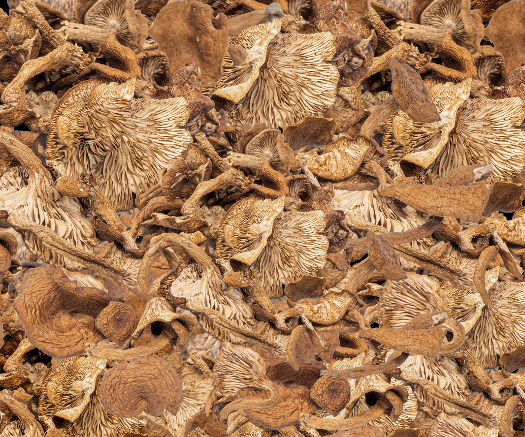 Dried Wild Mushrooms – West Coast Wild Foods