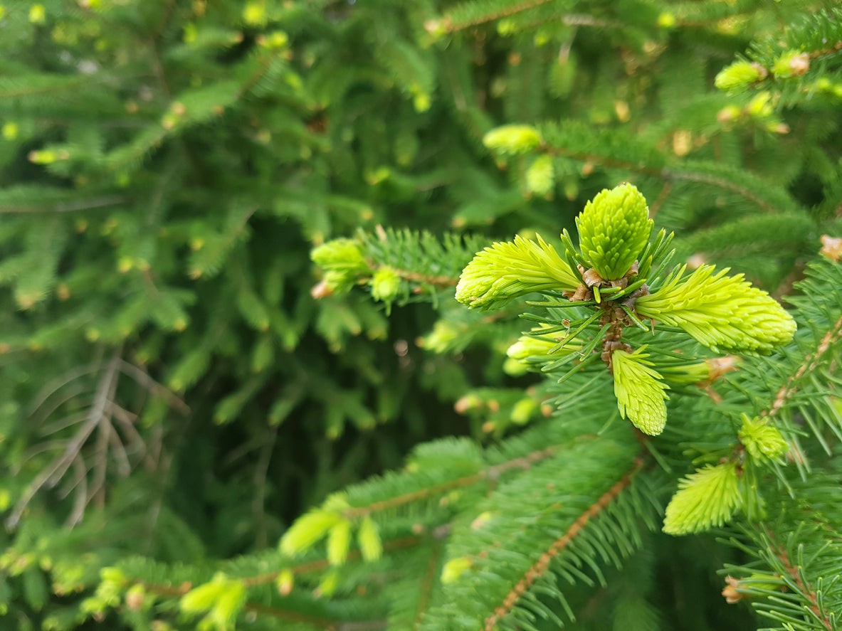 Fresh Spruce Tips – West Coast Wild Foods