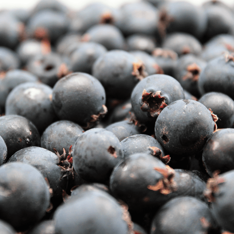 Frozen Saskatoon Berries – West Coast Wild Foods
