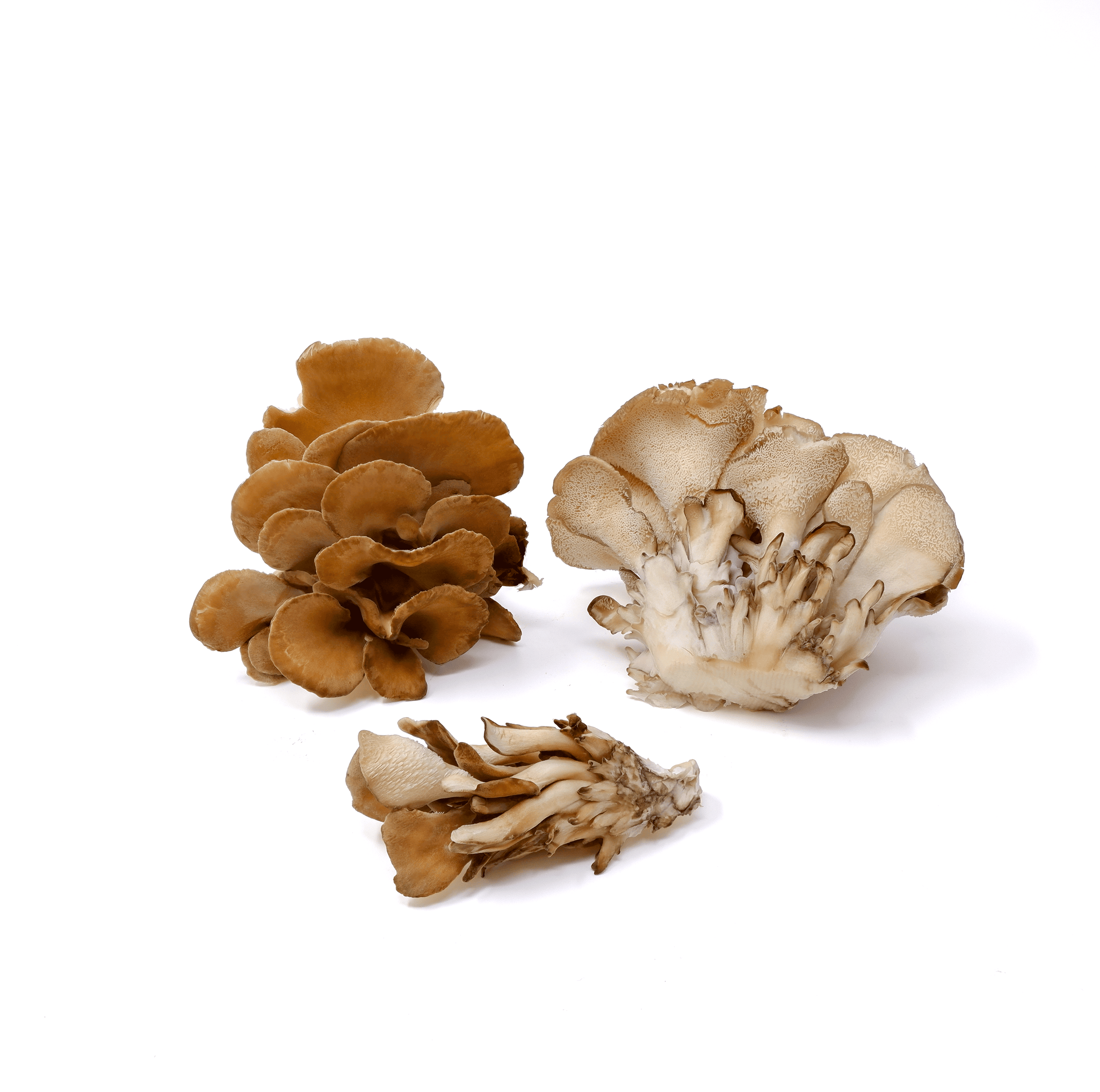 Organic - Maitake – West Coast Wild Foods