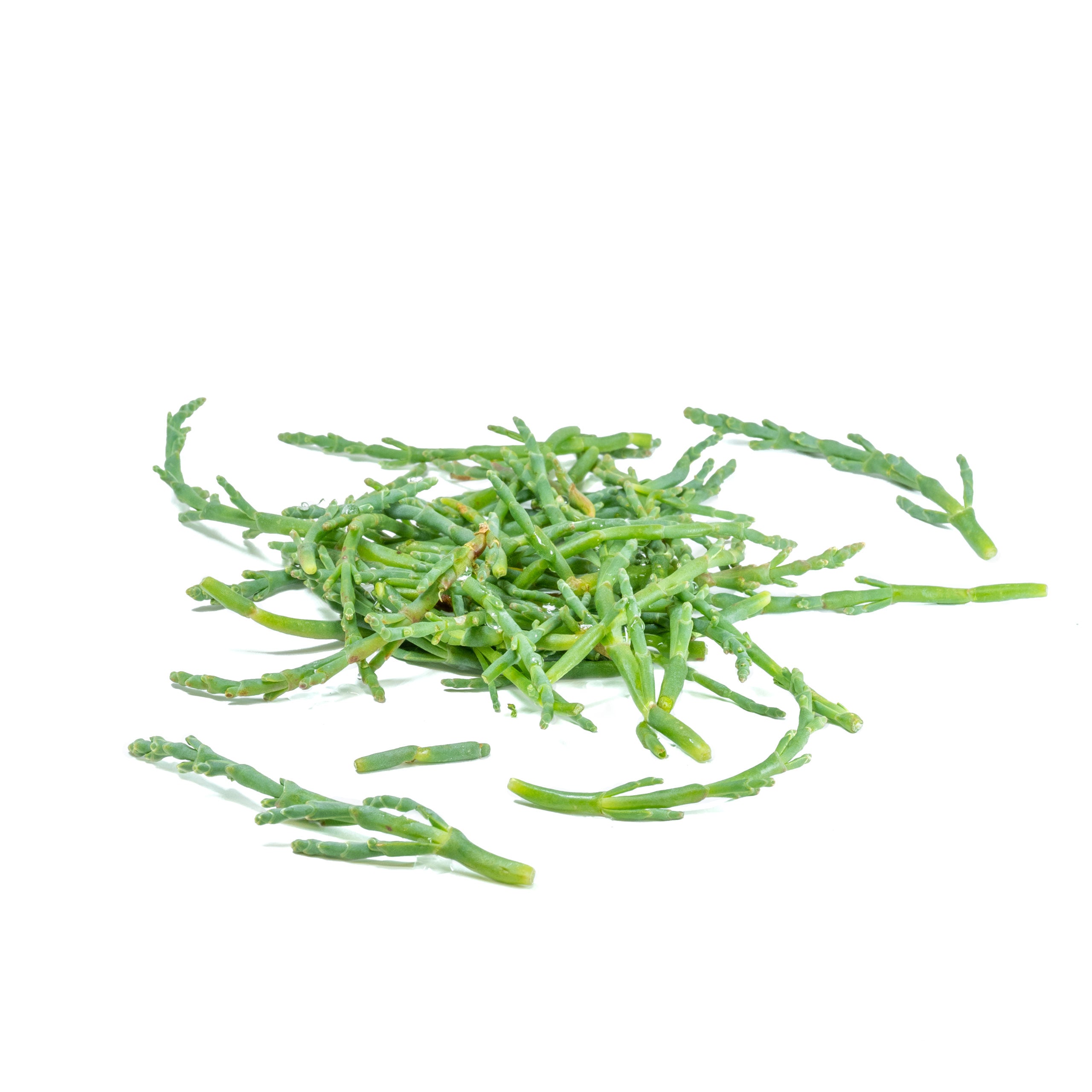 Fresh Sea Asparagus / Sea Beans – West Coast Wild Foods