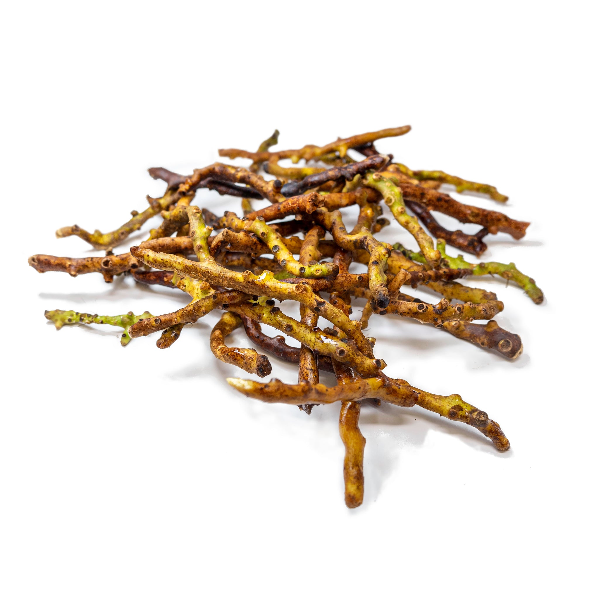 Fresh Licorice Root – West Coast Wild Foods