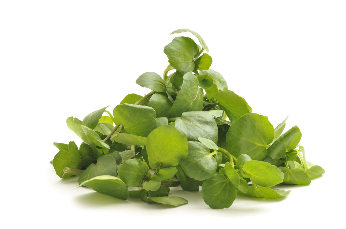 Fresh Wild Watercress – West Coast Wild Foods
